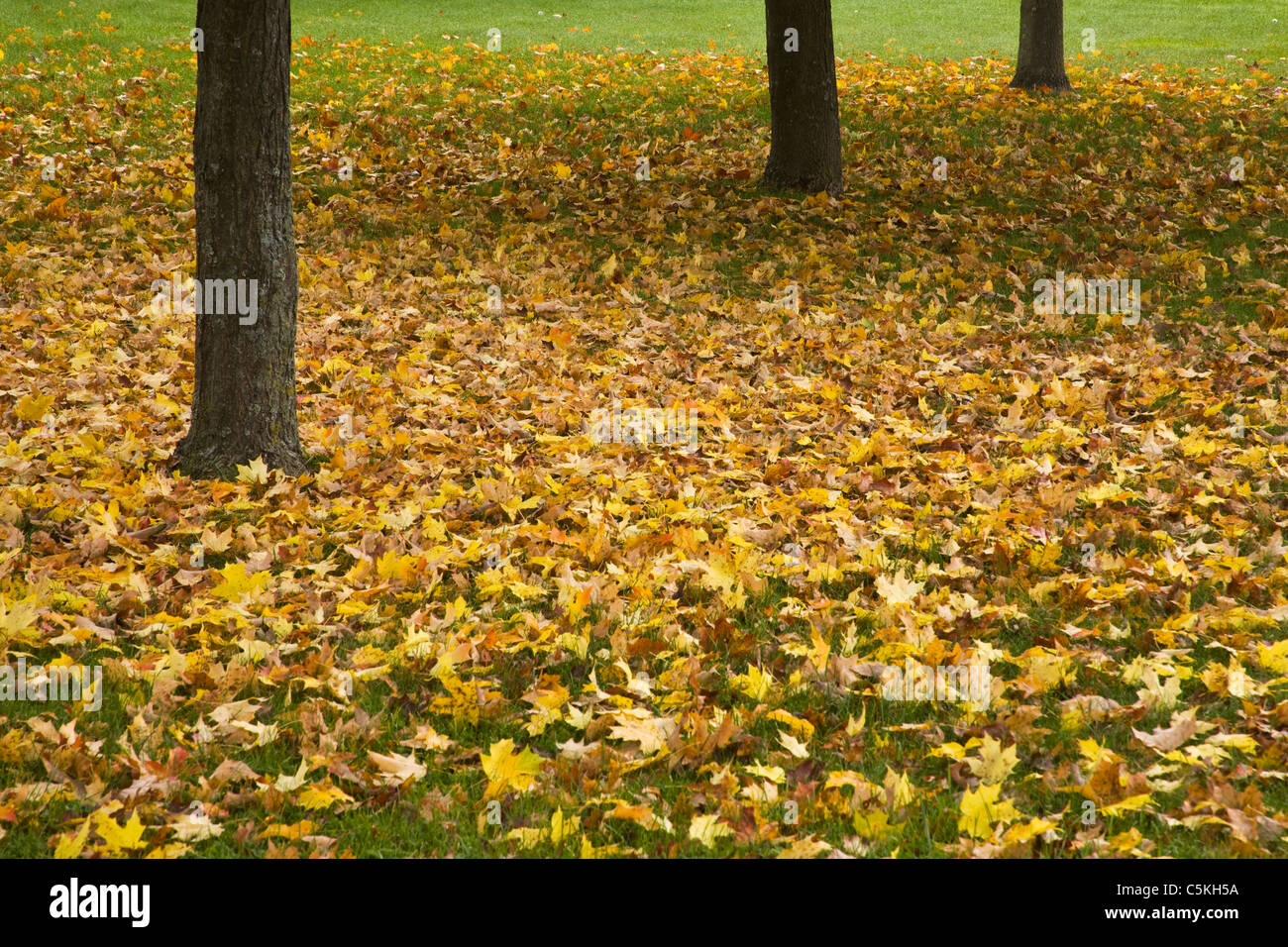 Fall color leaves fallen on grass Stock Photo - Alamy