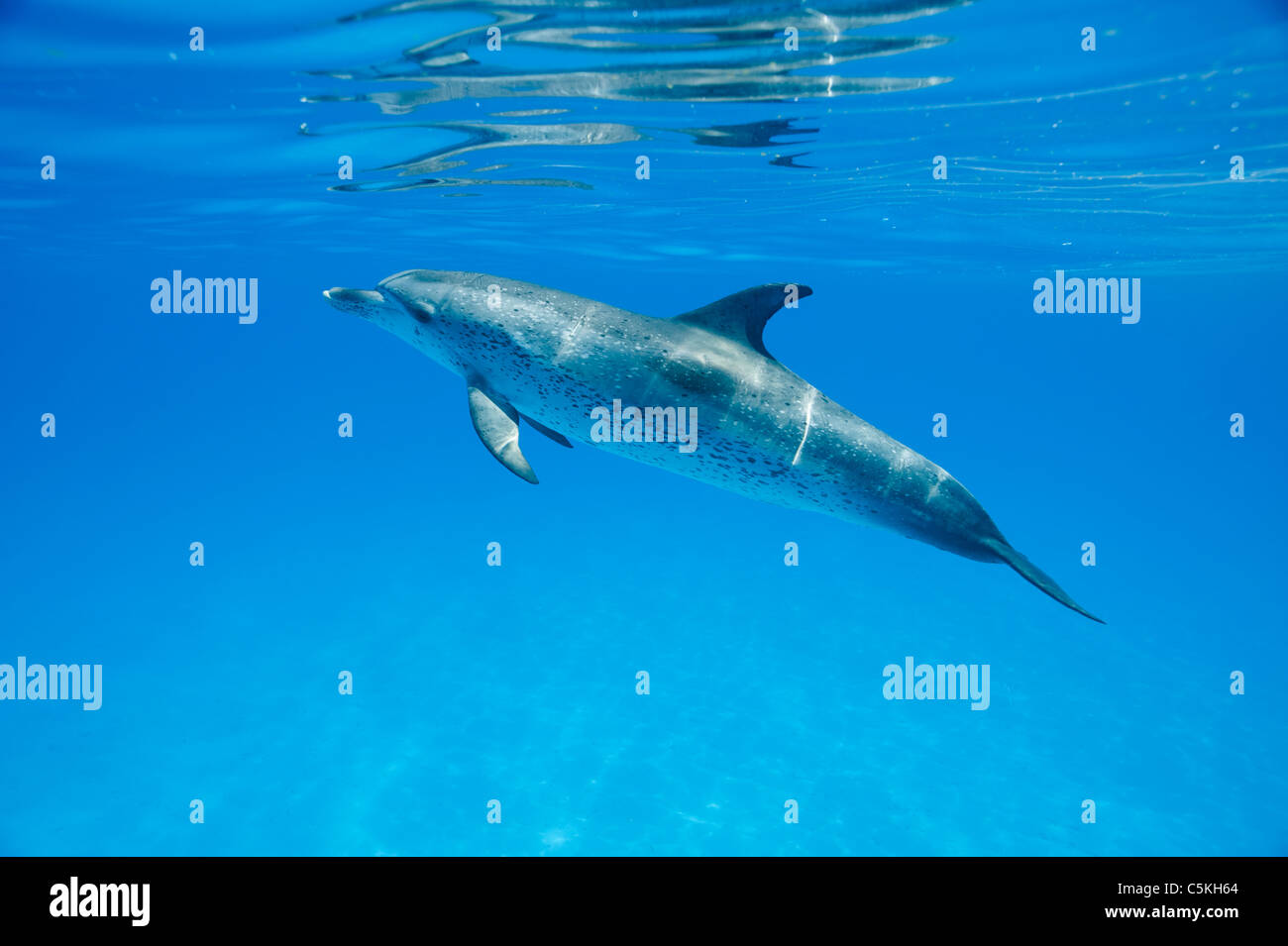 Atlantic spotted dolphin, Stenella frontalis, Atlantischer ...