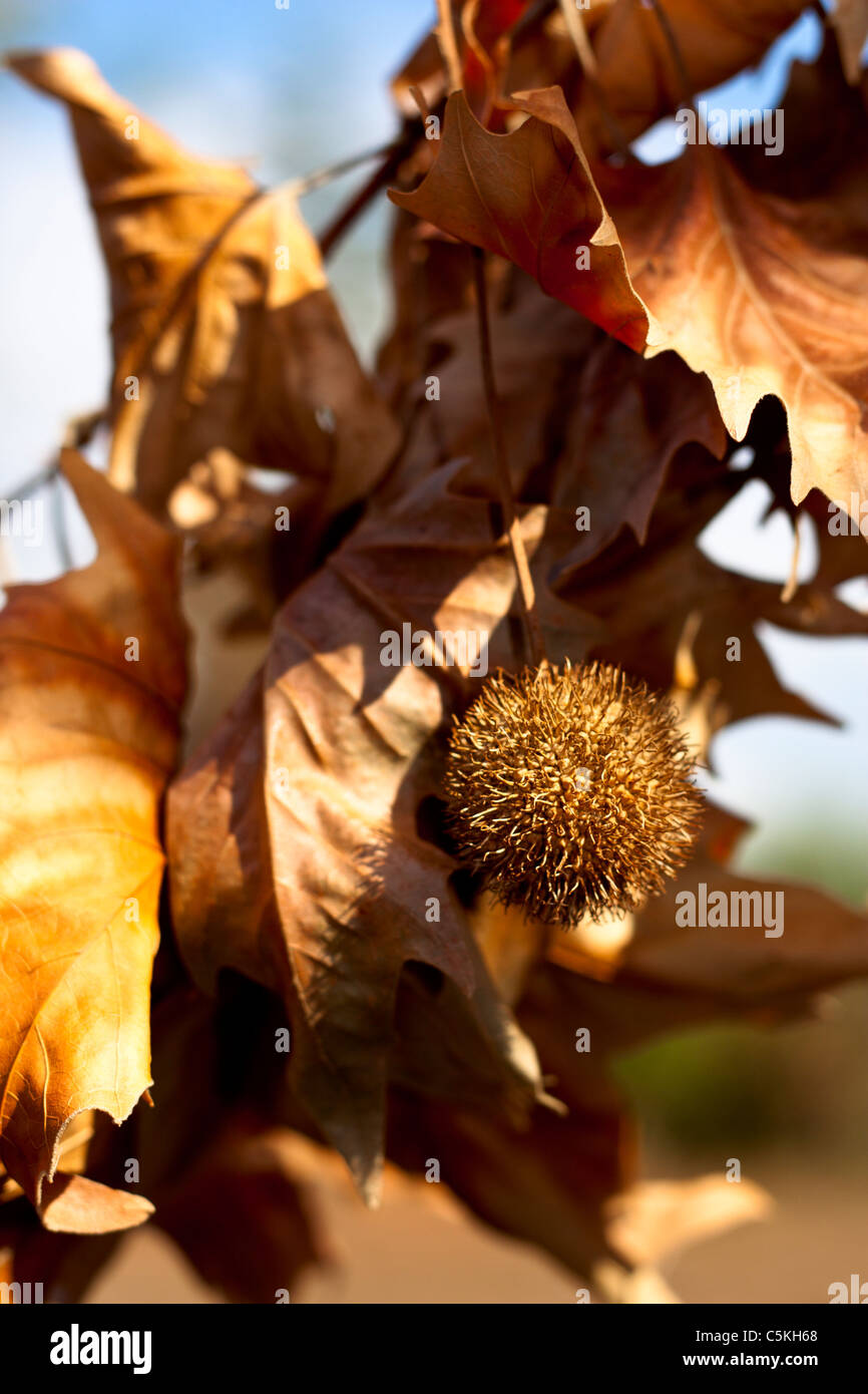 Unripe Chestnut Bur with Yellow Leaves Hanging from a Branch Stock ...