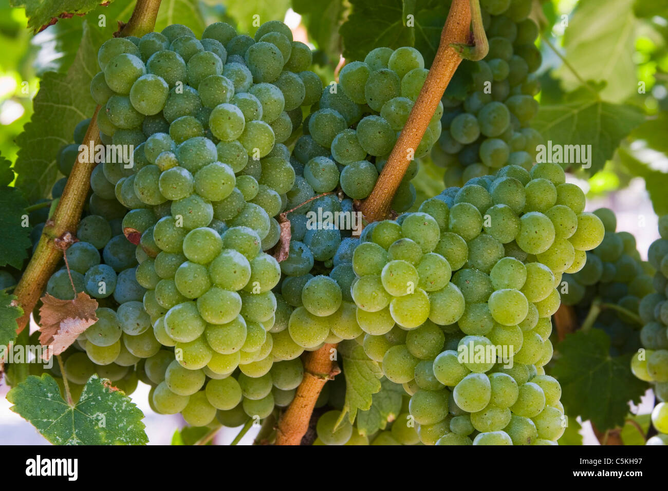 Bunch of white grapes on vine ready for harvest in Napa Valley CA Stock ...