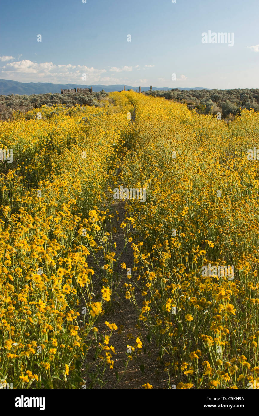 Vertical of cowpen daisies in New Mexico Stock Photo - Alamy