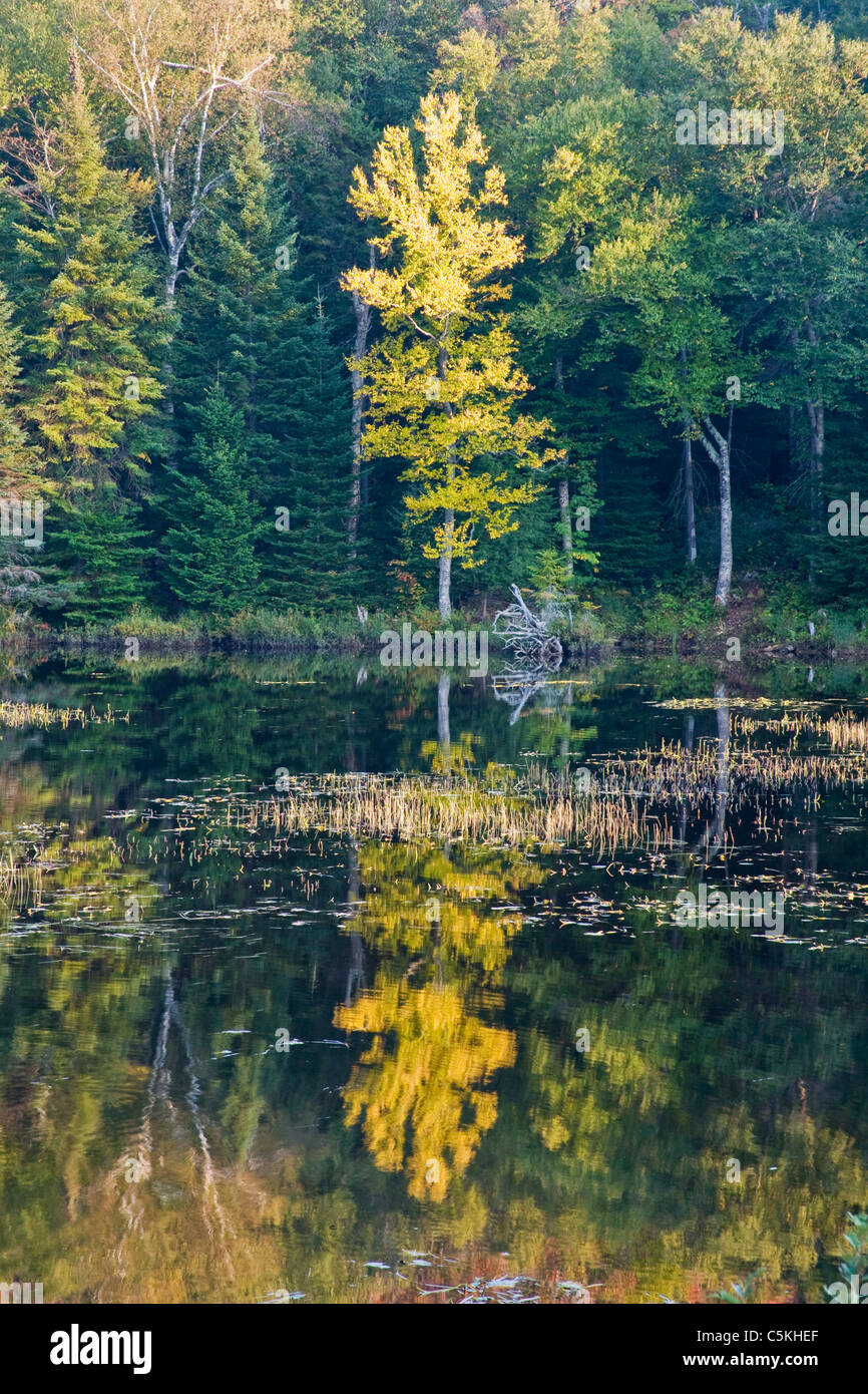 Reflection of fall color trees in still lake in Adirondack Mountains ...