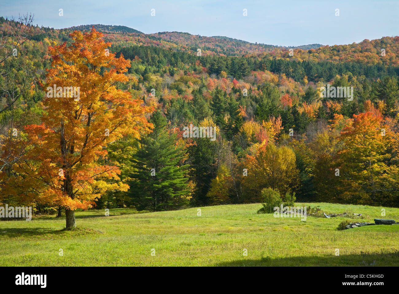 Colorful maple tree in grass field with mountains in background Stock ...