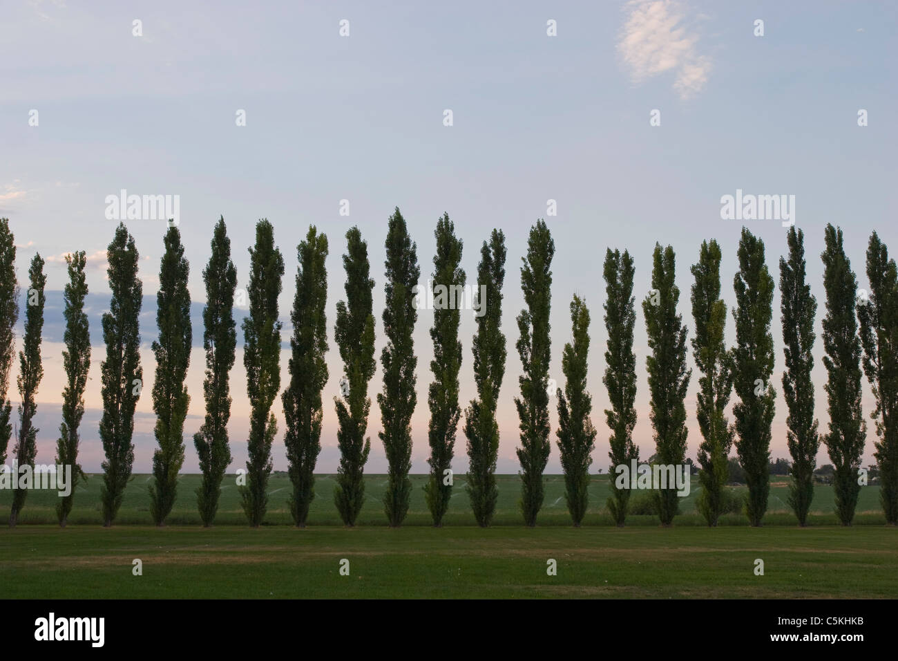 Row of Poplar Trees Stock Photo - Alamy