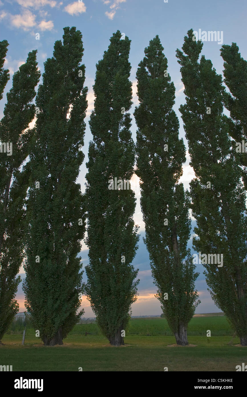 Row of Poplar Trees Stock Photo - Alamy