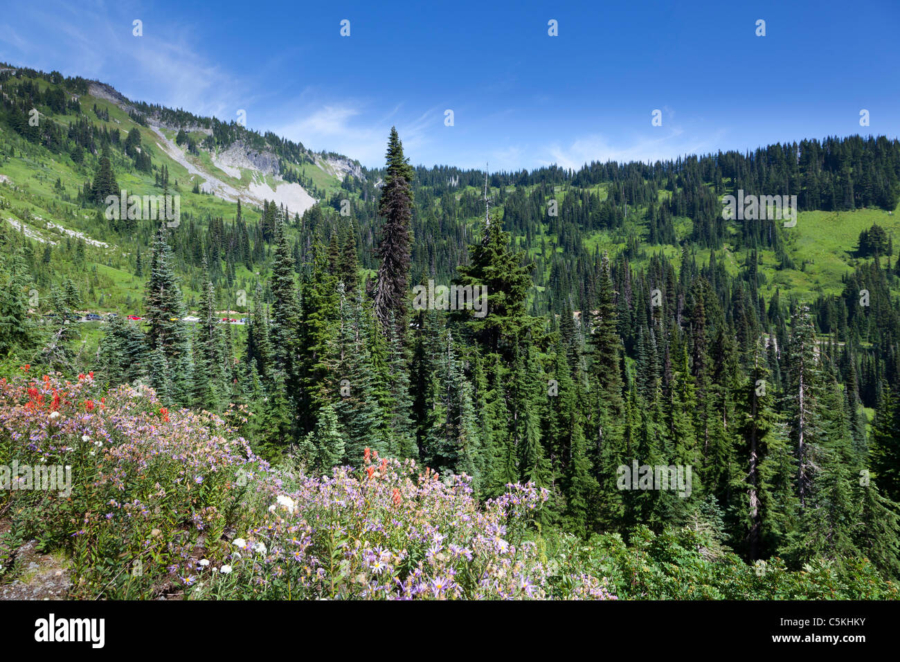 Paradise Valley Mount Rainier National Park Washington USA Stock Photo ...