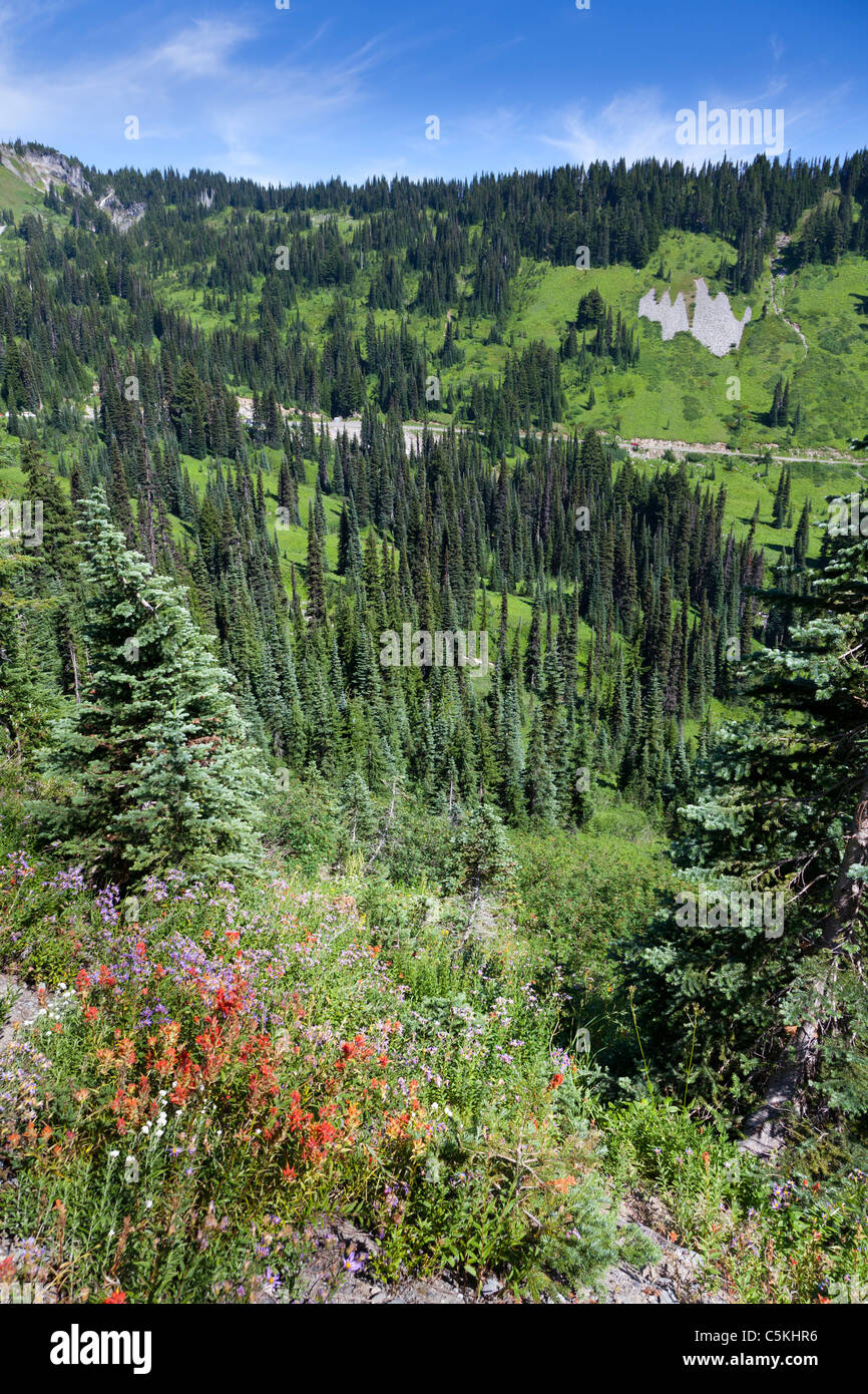 Paradise Valley Mount Rainier National Park Washington USA Stock Photo ...