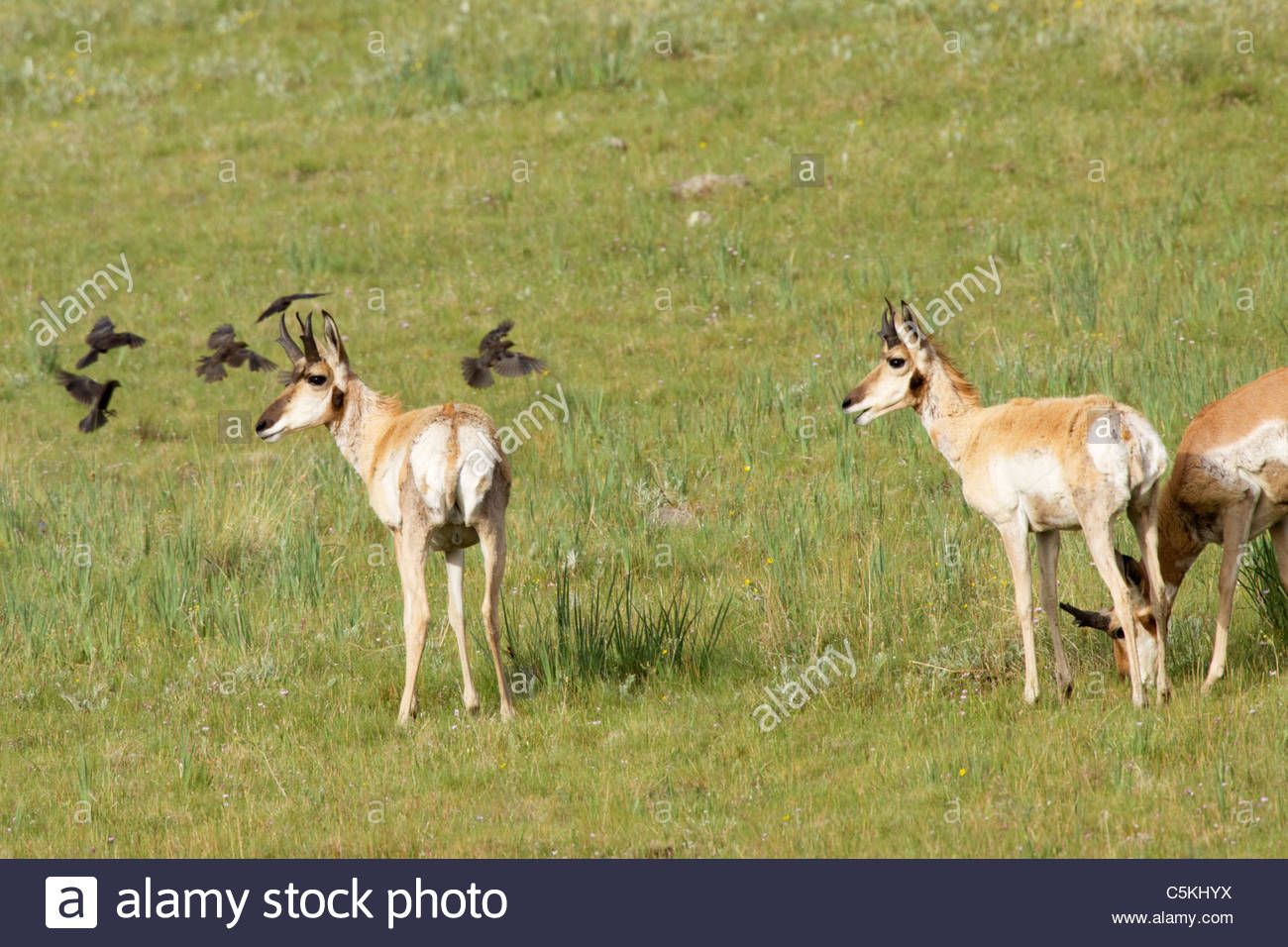 Arizona Pronghorn High Resolution Stock Photography and Images - Alamy