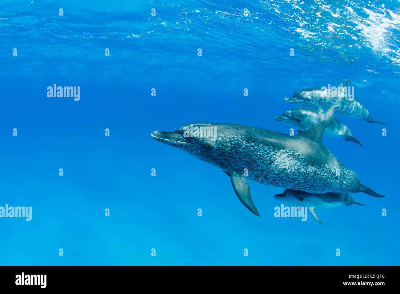 Atlantic spotted dolphins, Stenella frontalis, Atlantischer ...