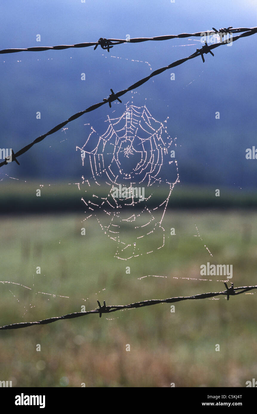 Webbed barbed wire fence hi-res stock photography and images - Alamy