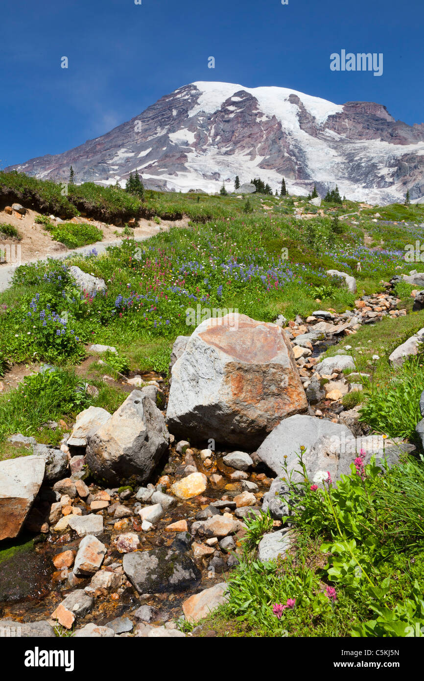 Mount Rainier and alpine meadow Washington USA Stock Photo - Alamy