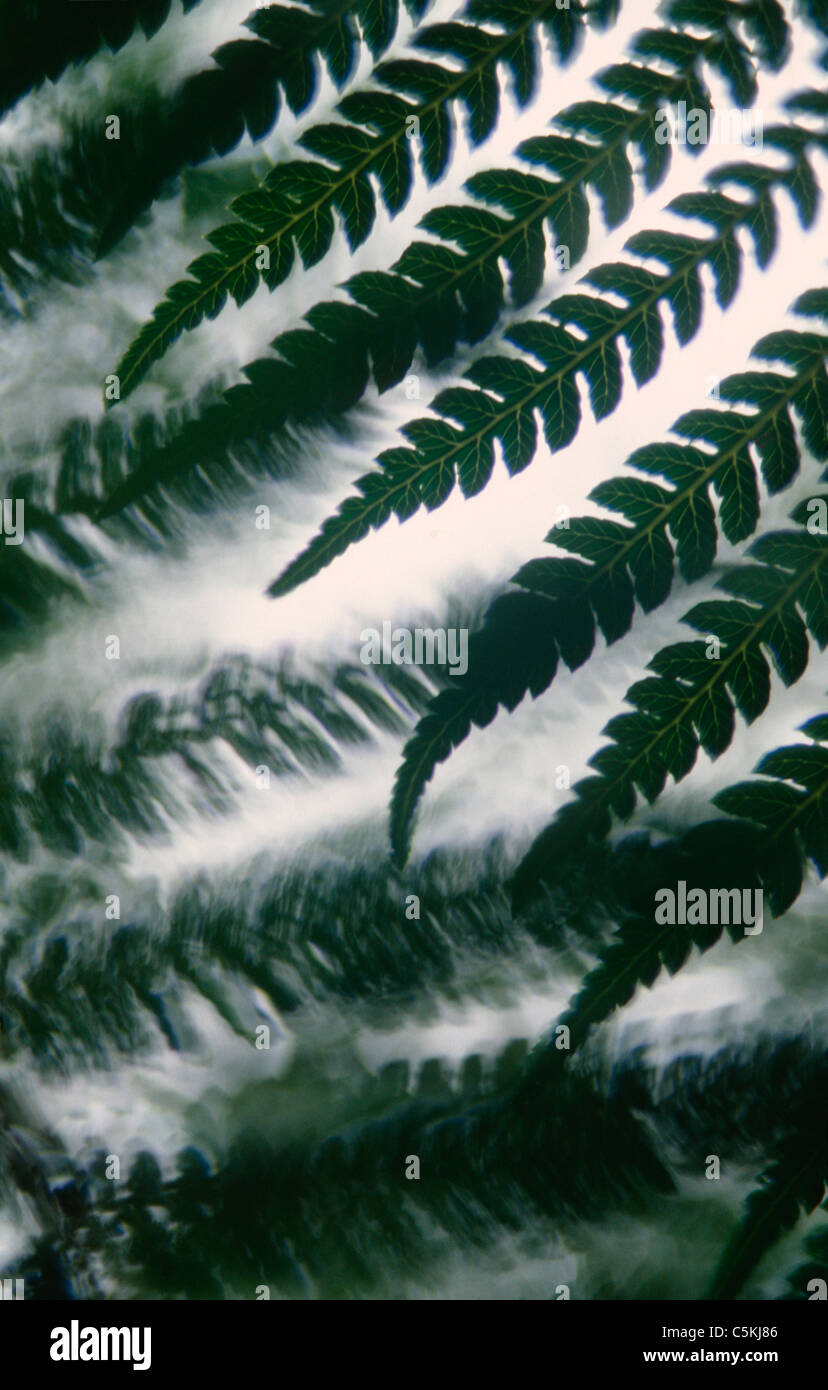 fern fronds details, Australia Stock Photo - Alamy