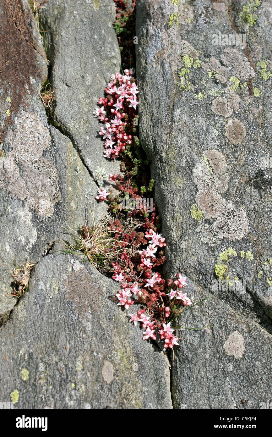 Flowers in Snowdonia National Park Gwynedd Wales UK Stock Photo - Alamy