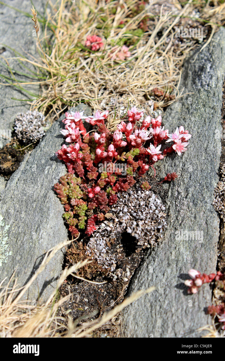 Flowers in Snowdonia National Park Gwynedd Wales UK Stock Photo - Alamy
