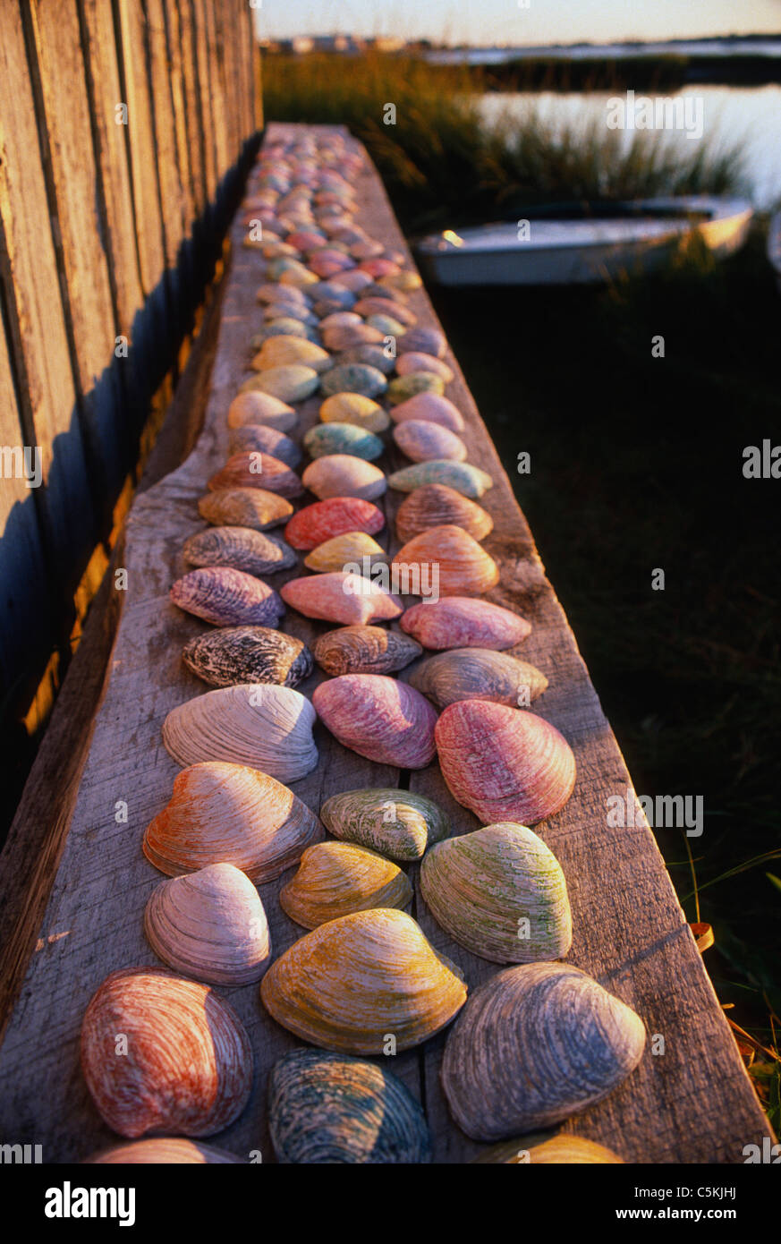 colored shells on bench, tisbury, MA Stock Photo - Alamy