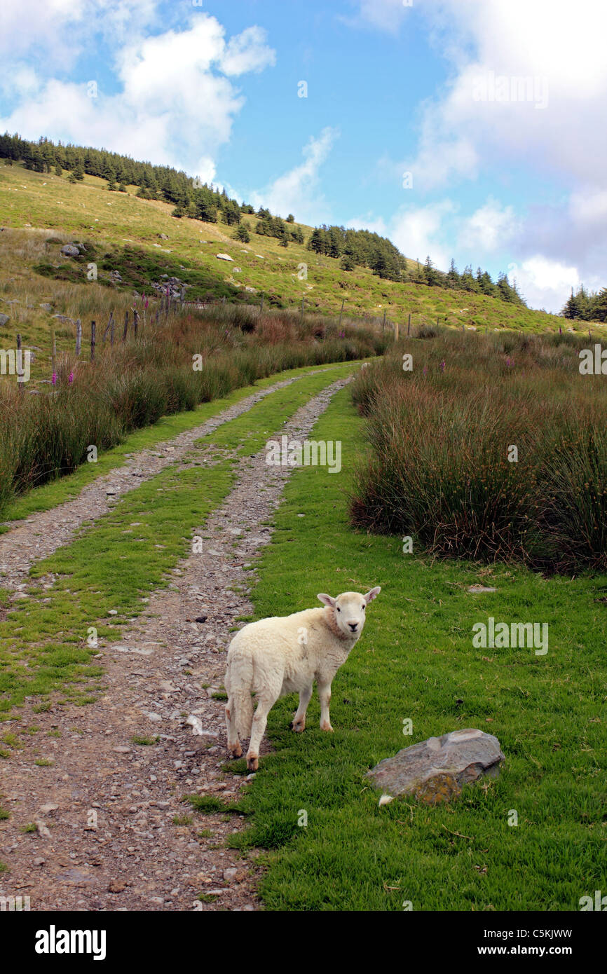 Sheep snowdonia national park hi-res stock photography and images - Alamy
