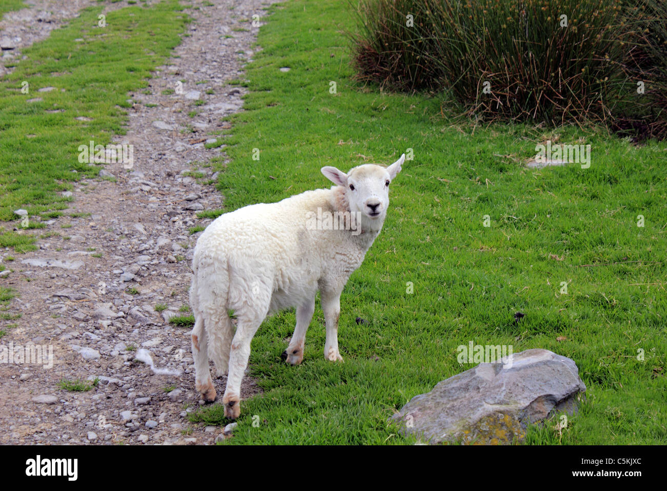 Sheep snowdonia national park hi-res stock photography and images - Alamy
