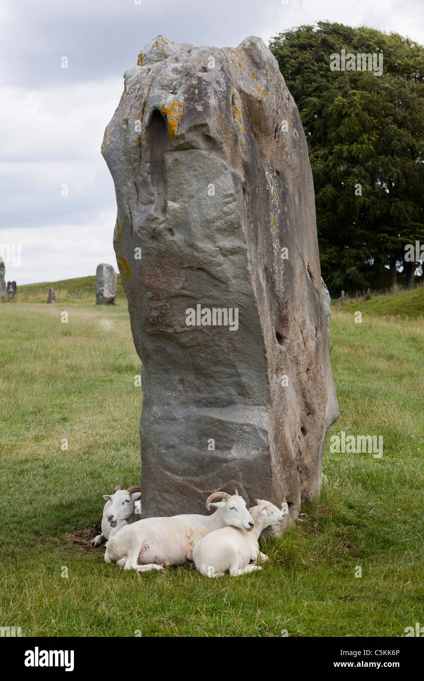 Stones sheep hi-res stock photography and images - Alamy