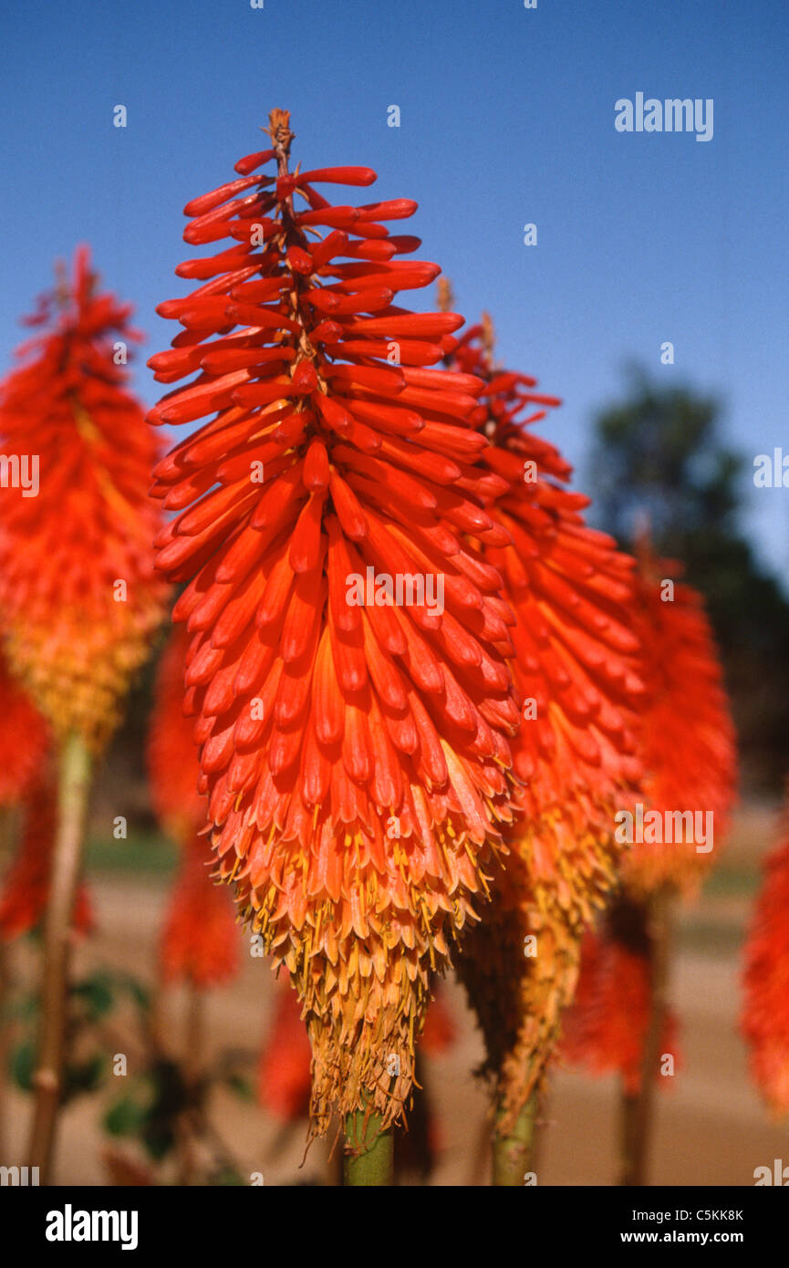 Ojas seca hi-res stock photography and images - Alamy