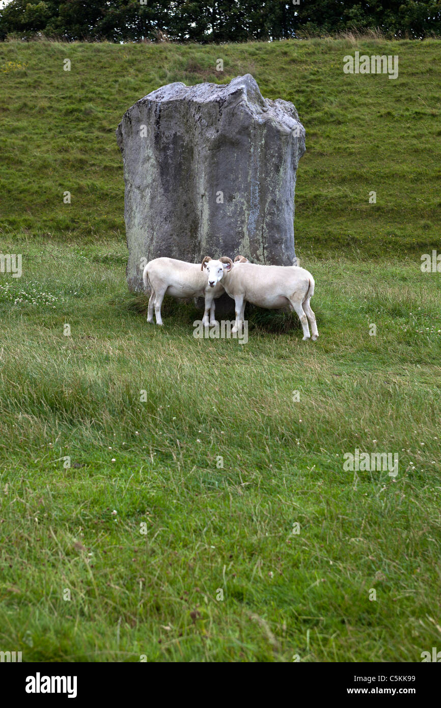 Sheep huddle hi-res stock photography and images - Alamy