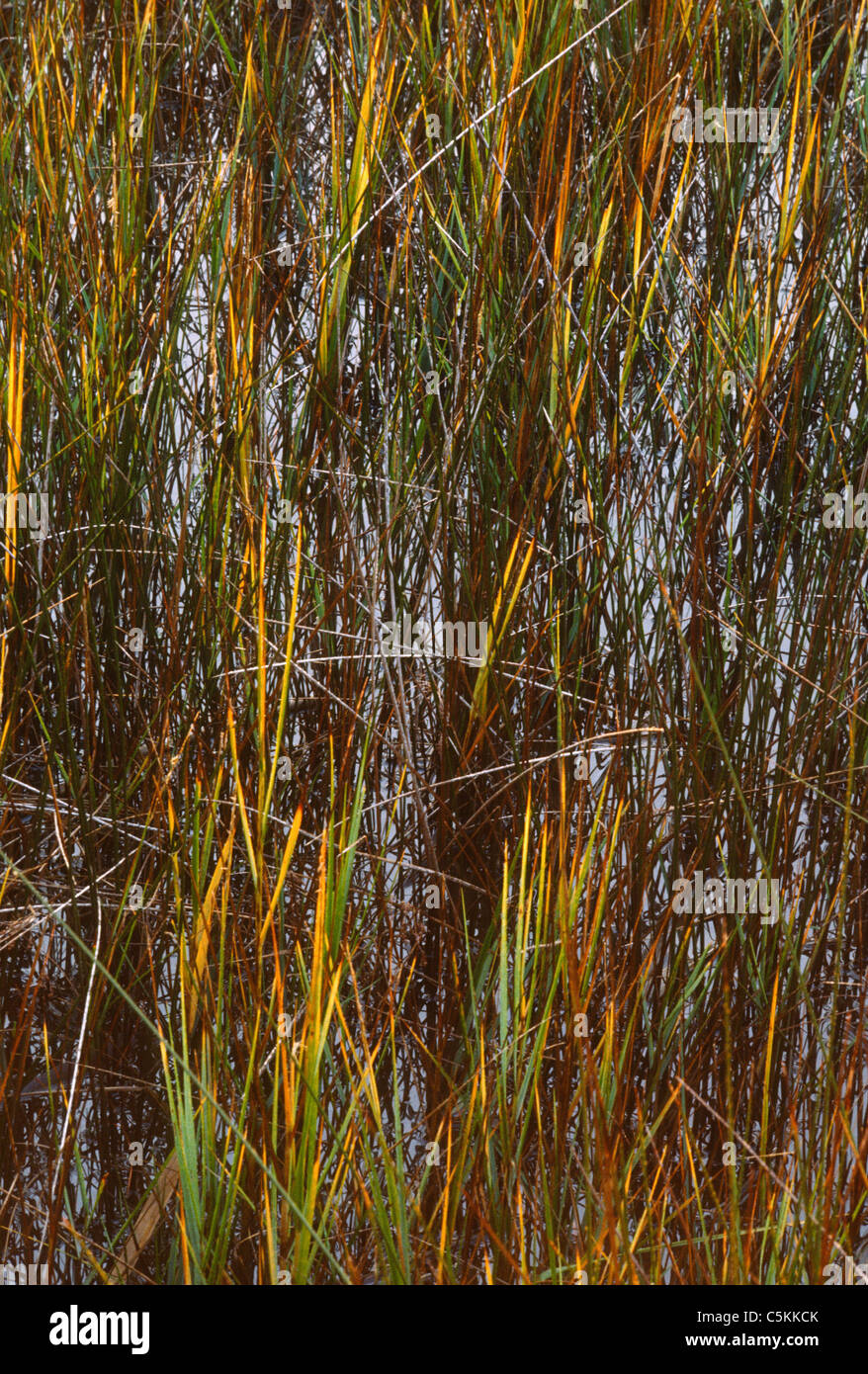 Spartina stand hi-res stock photography and images - Alamy