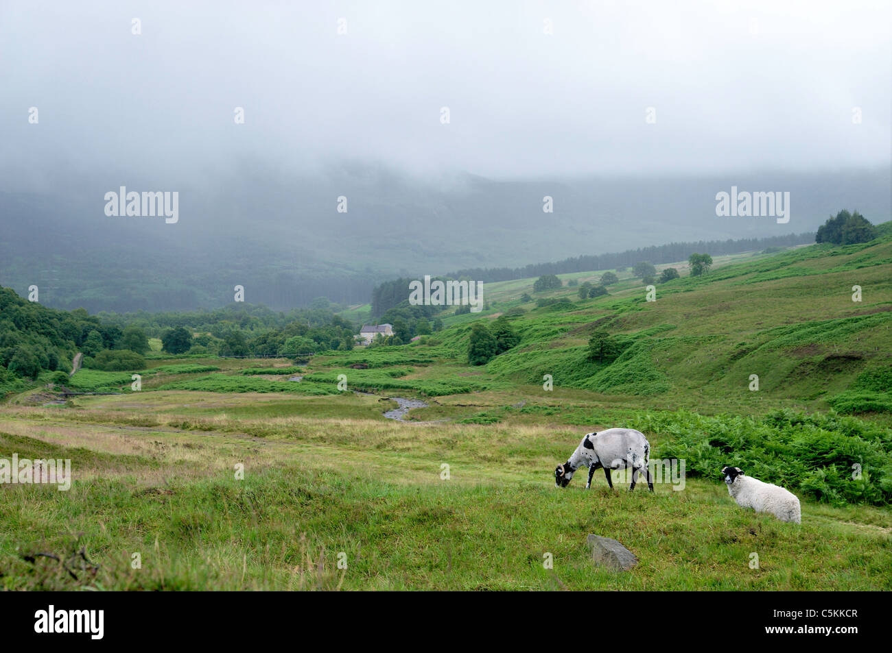 Two sheep in misty UK landscape Stock Photo - Alamy