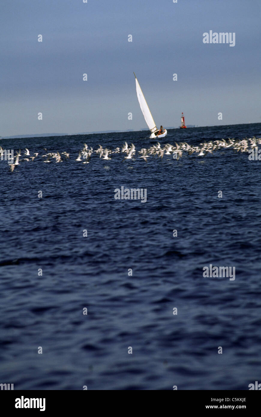 Sailing & birds, Lake Montauk, NY Stock Photo - Alamy
