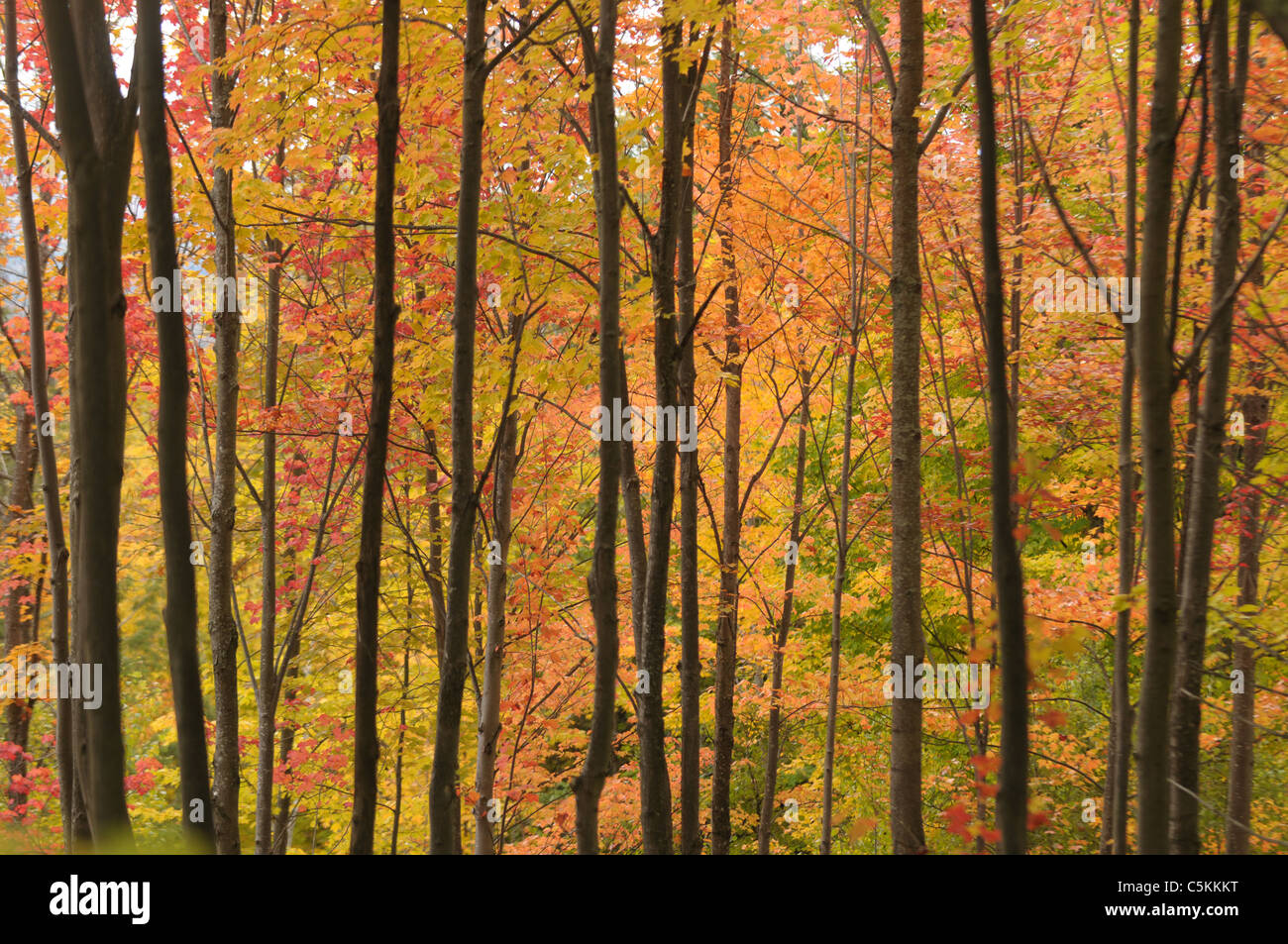 The sun highlights the fall color during the height of fall foliage in ...