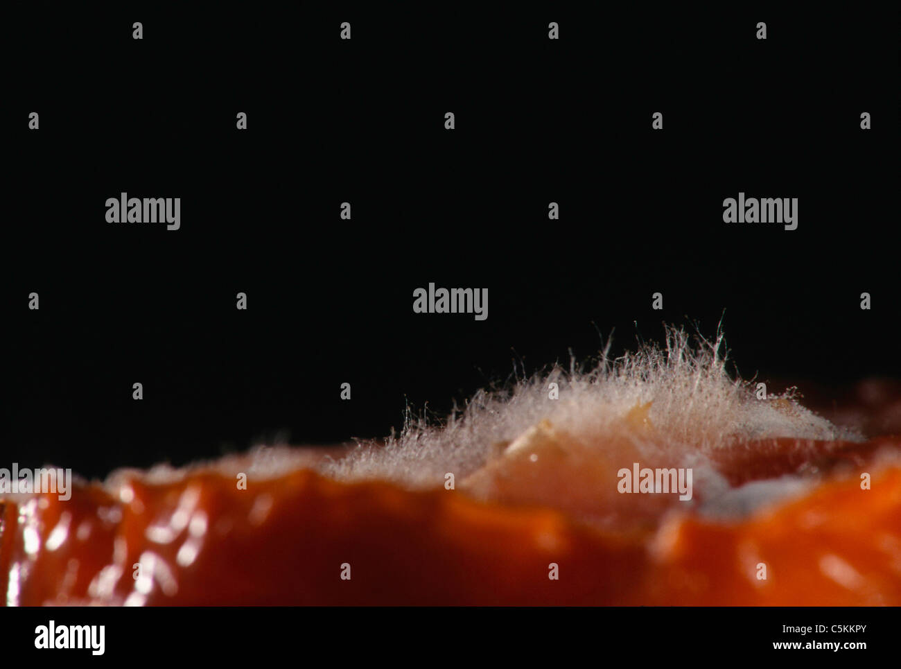 Celestial plant hi-res stock photography and images - Alamy