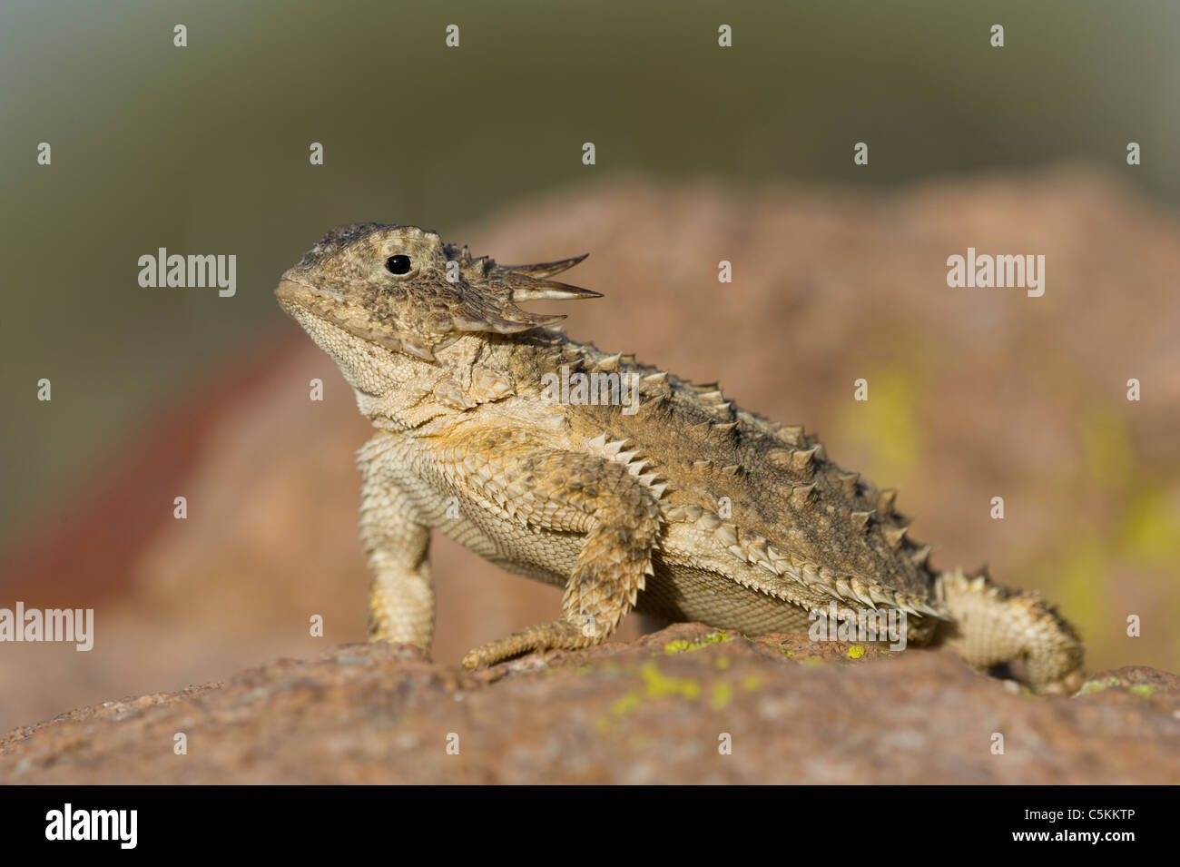 The sonoran desert hi-res stock photography and images - Alamy