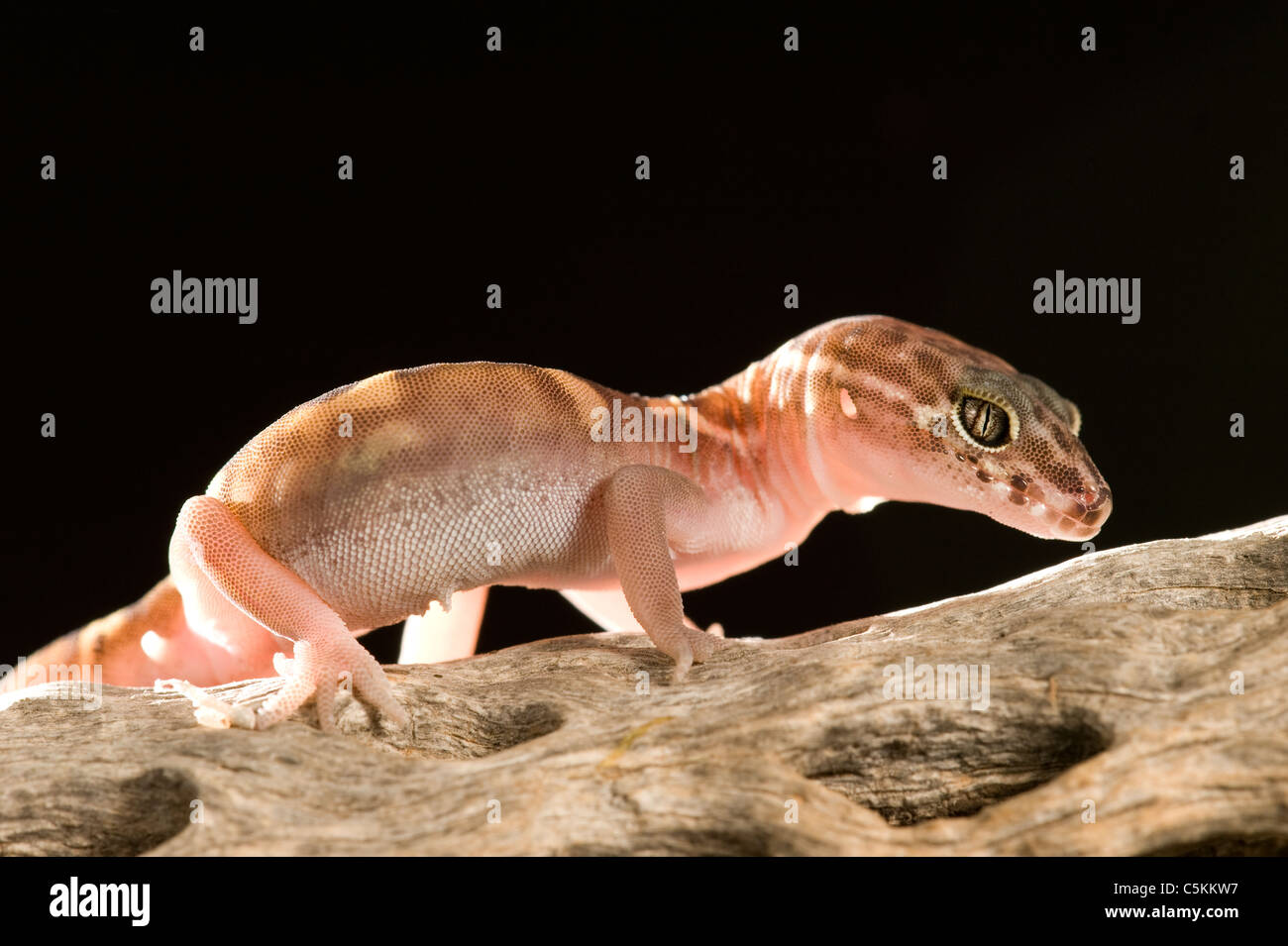 Western Banded Gecko Coleonyx variegatus Arizona USA Stock Photo - Alamy