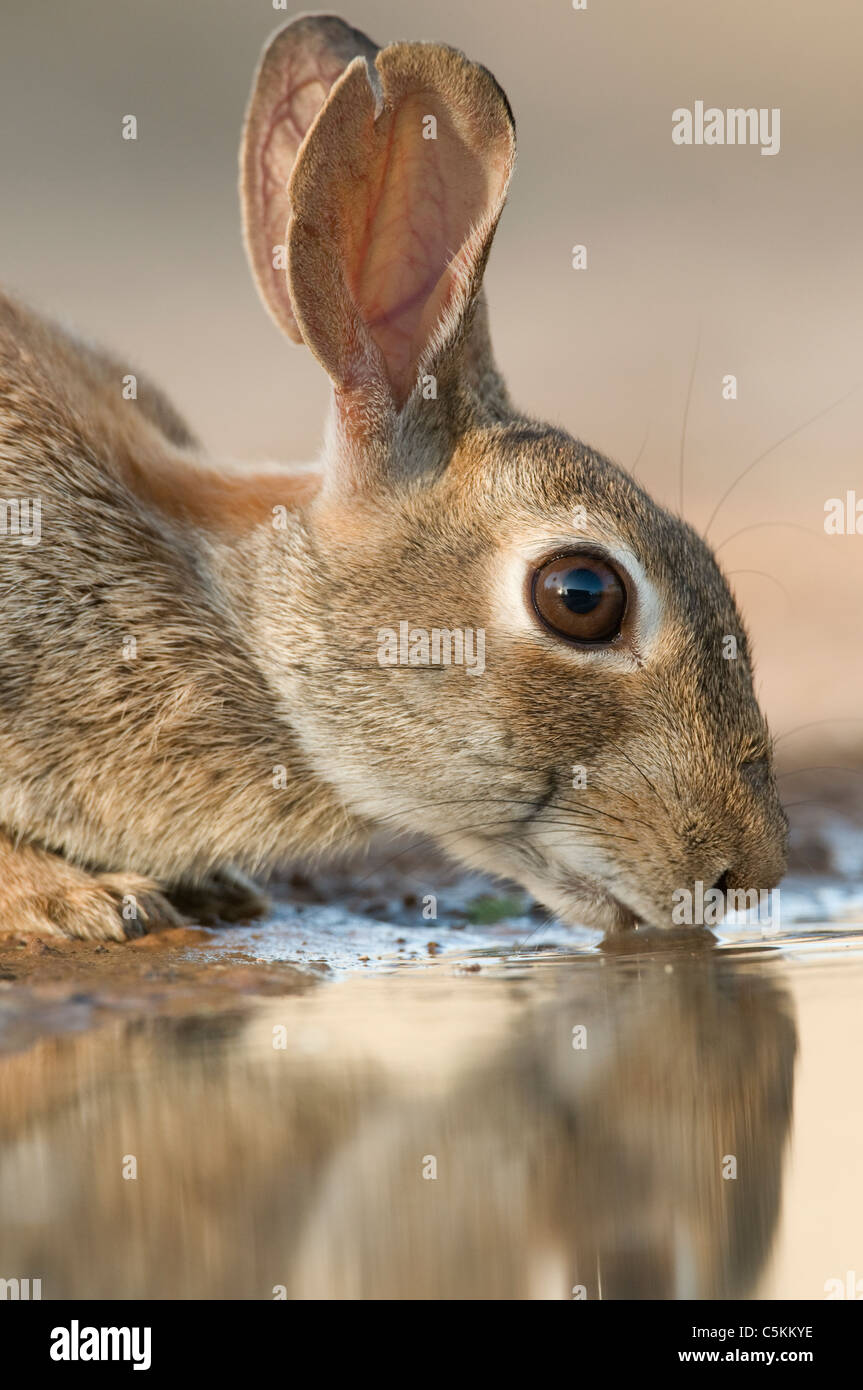 Eastern Cottontail Rabbit Sylvilagus floridanus drinking from pond ...