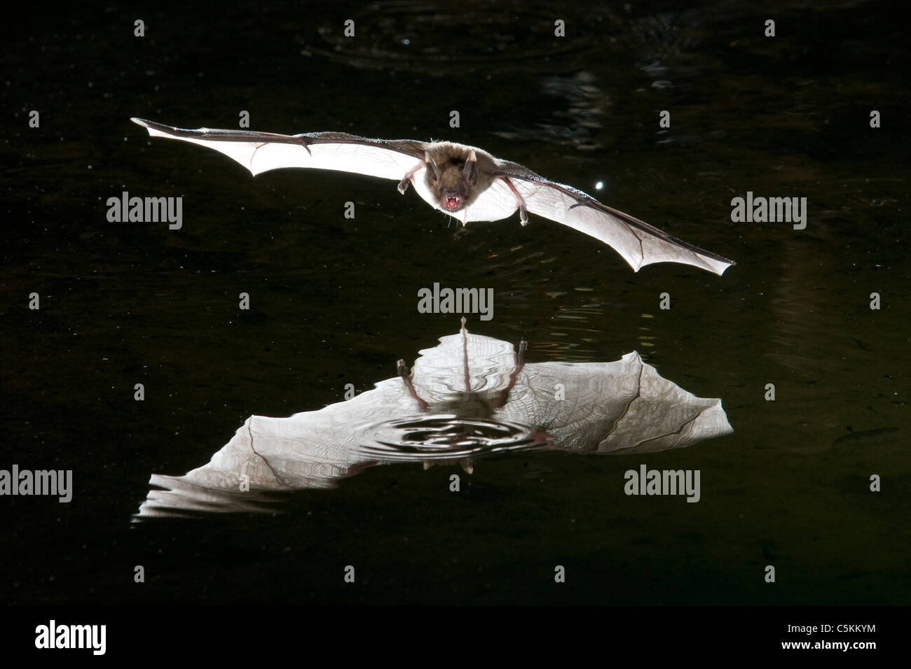 Pallid bat (Antrozous pallidus), June, Amado, Arizona, USA, by ...