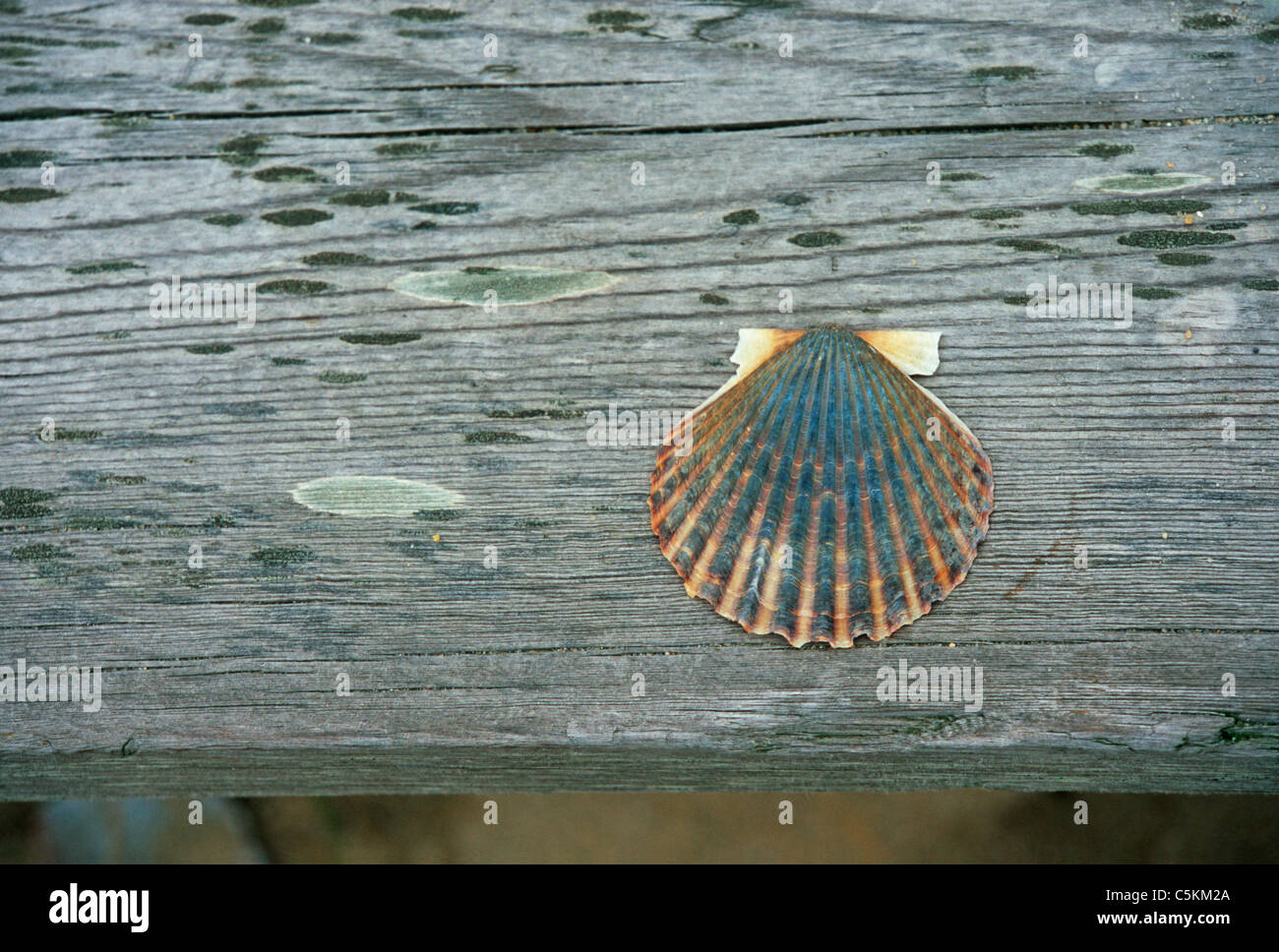 Scallop shell on grey wood, Nantucket, MA Stock Photo - Alamy