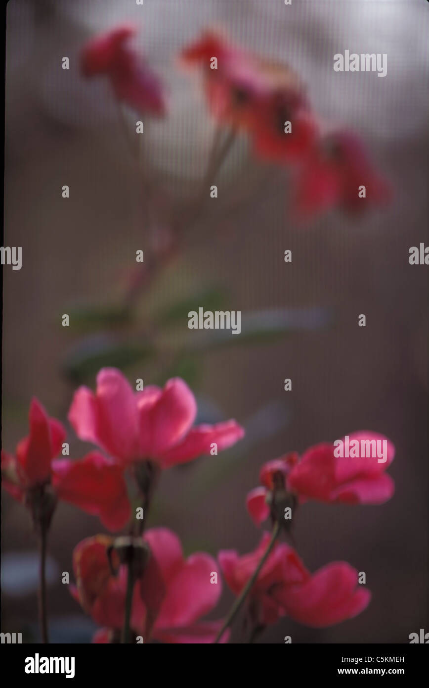 Rosa ma hi-res stock photography and images - Alamy