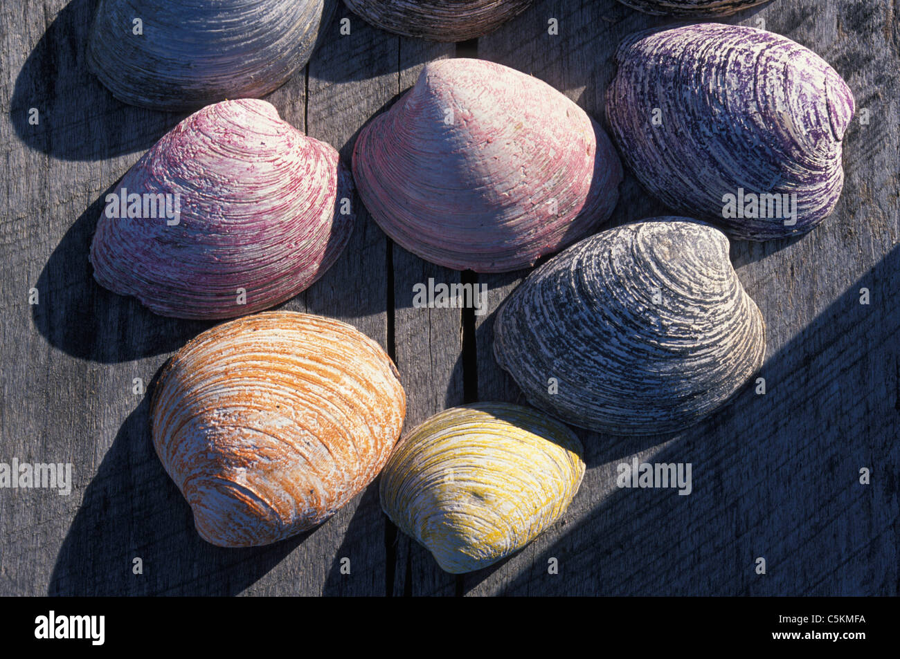 colored shells, tisbury, MA Stock Photo - Alamy