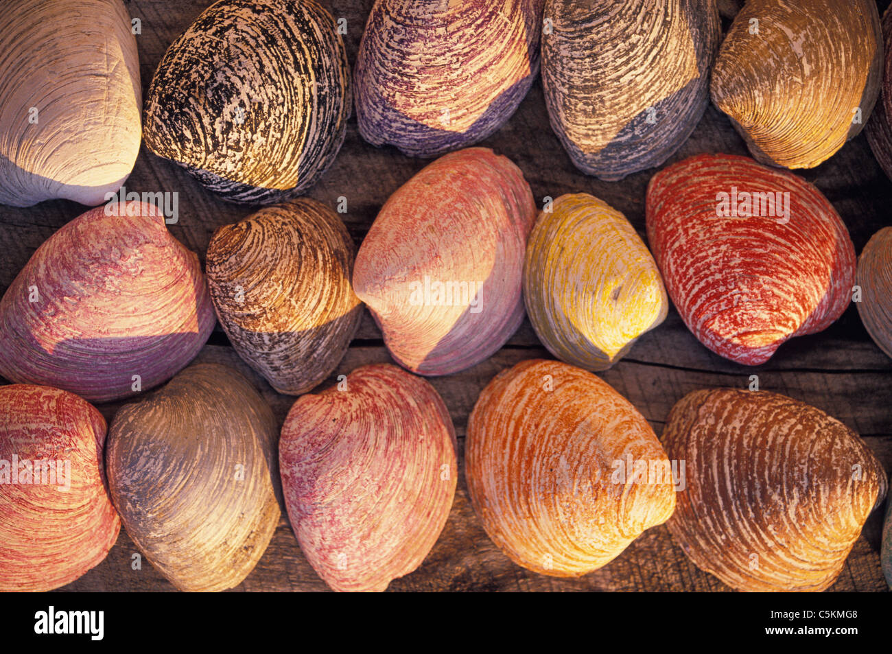 colored shells from above, Tisbury, MA Stock Photo - Alamy