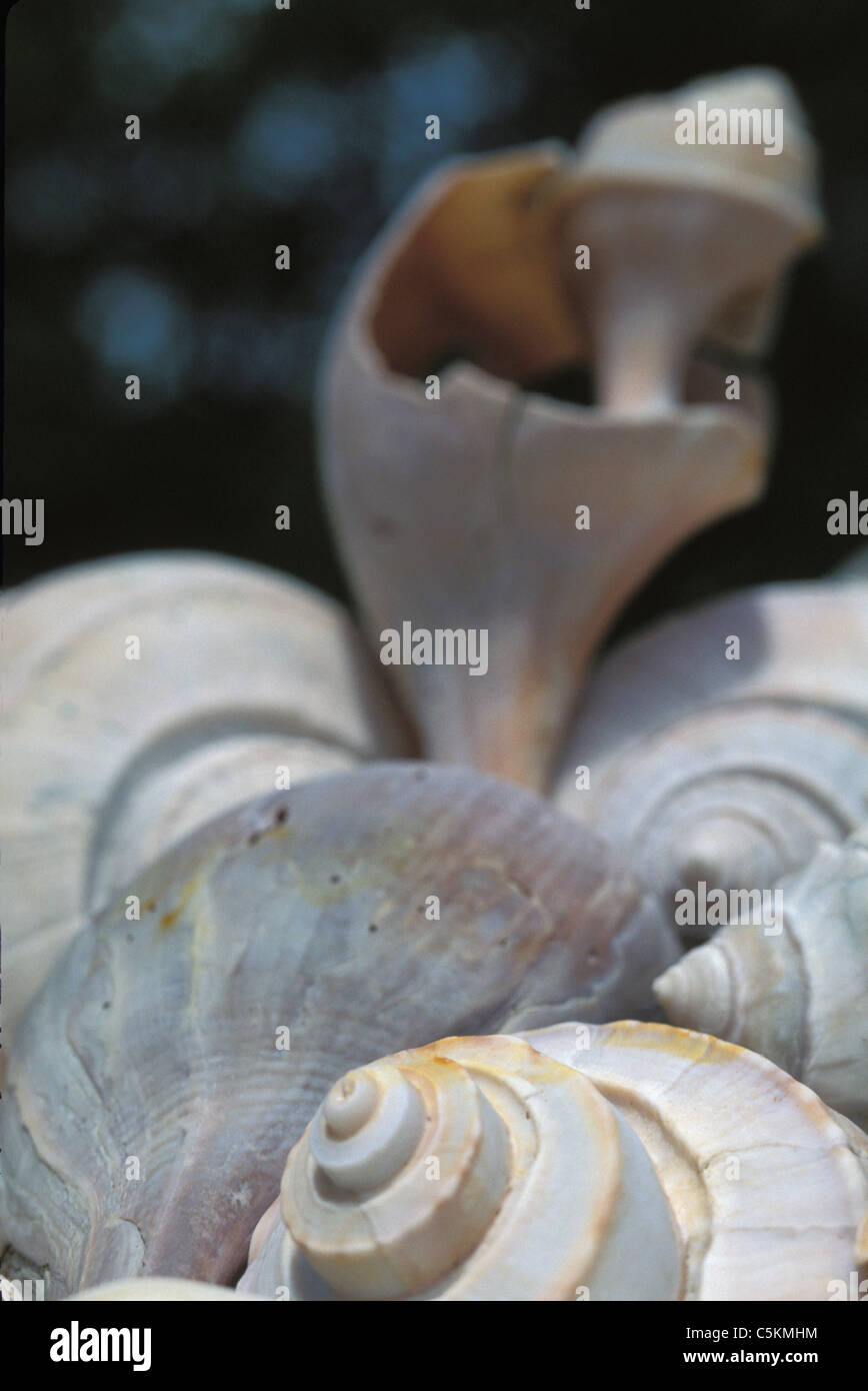 Long island ny sea shells hi-res stock photography and images - Alamy