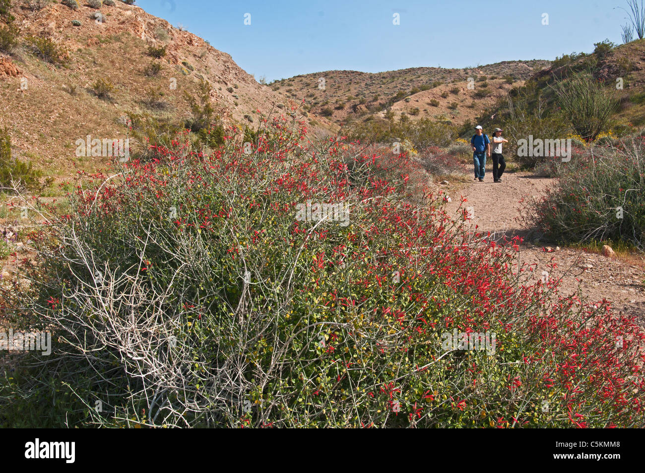 Hikers on trail at Anza-Borrego Desert State Park, California Stock ...