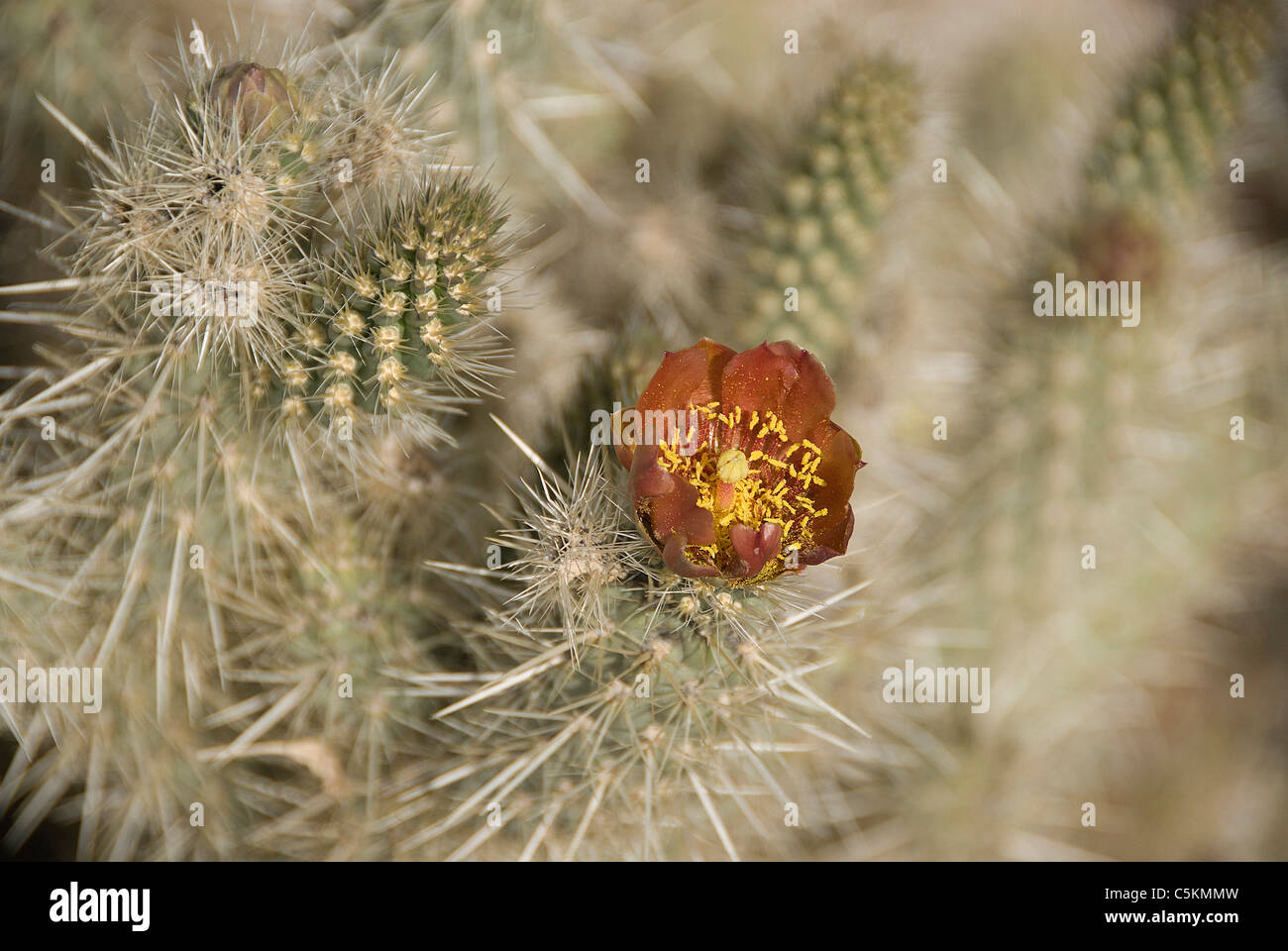 Anza borrego desert state park cholla hi-res stock photography and ...