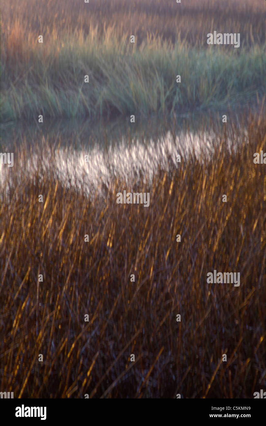 Spartina hi-res stock photography and images - Alamy