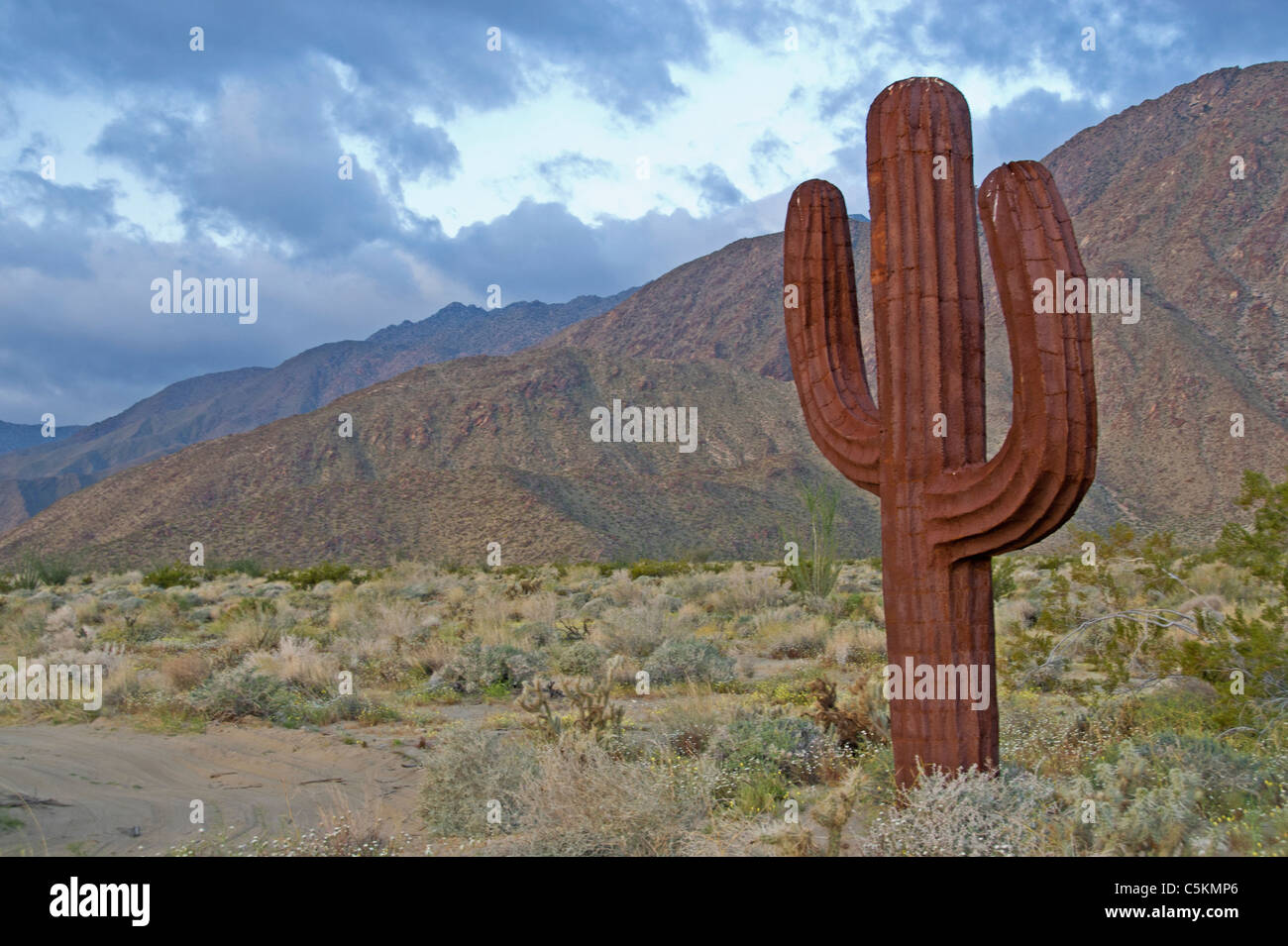 Saguaro cactus (Carnegiea gigantea), California desert Stock Photo - Alamy