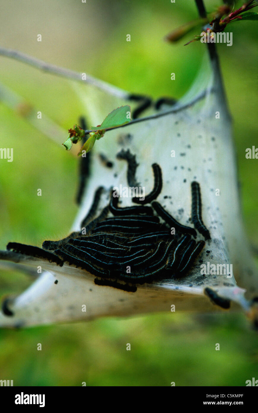 Inchworm nest in tree branch, Edgartwon, MA Stock Photo - Alamy