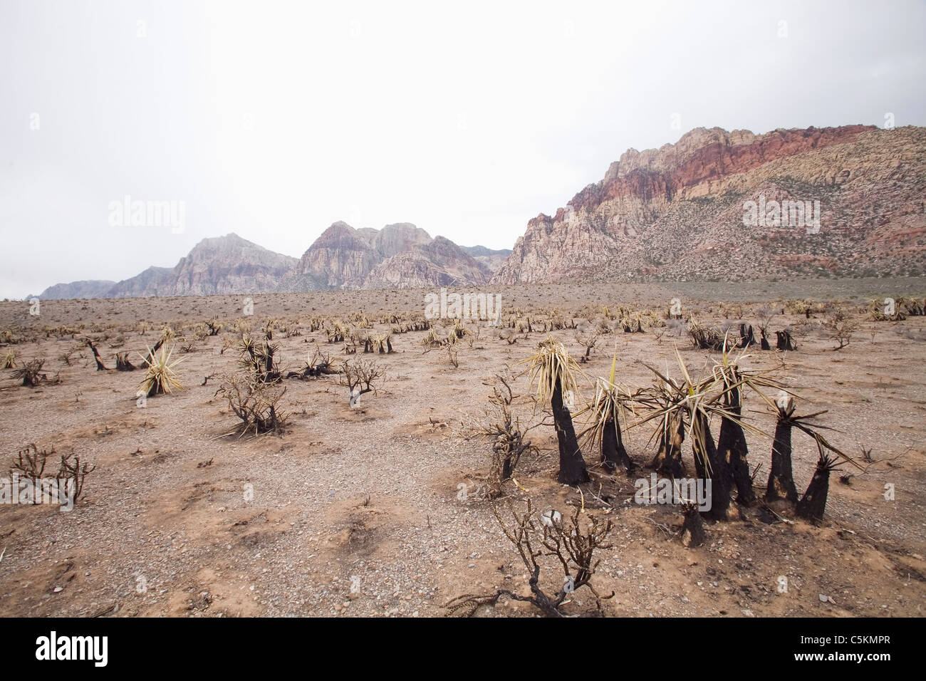 Burned landscape, Red Rocks Canyon, NV Stock Photo - Alamy
