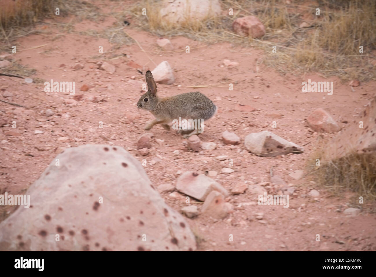 American desert hare hi-res stock photography and images - Alamy