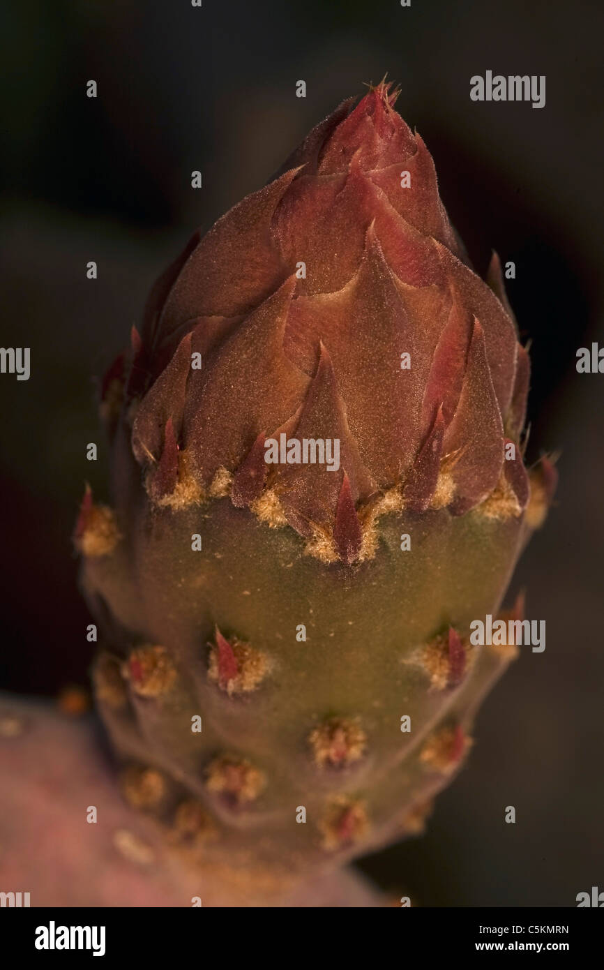 Claw cactus hi-res stock photography and images - Alamy