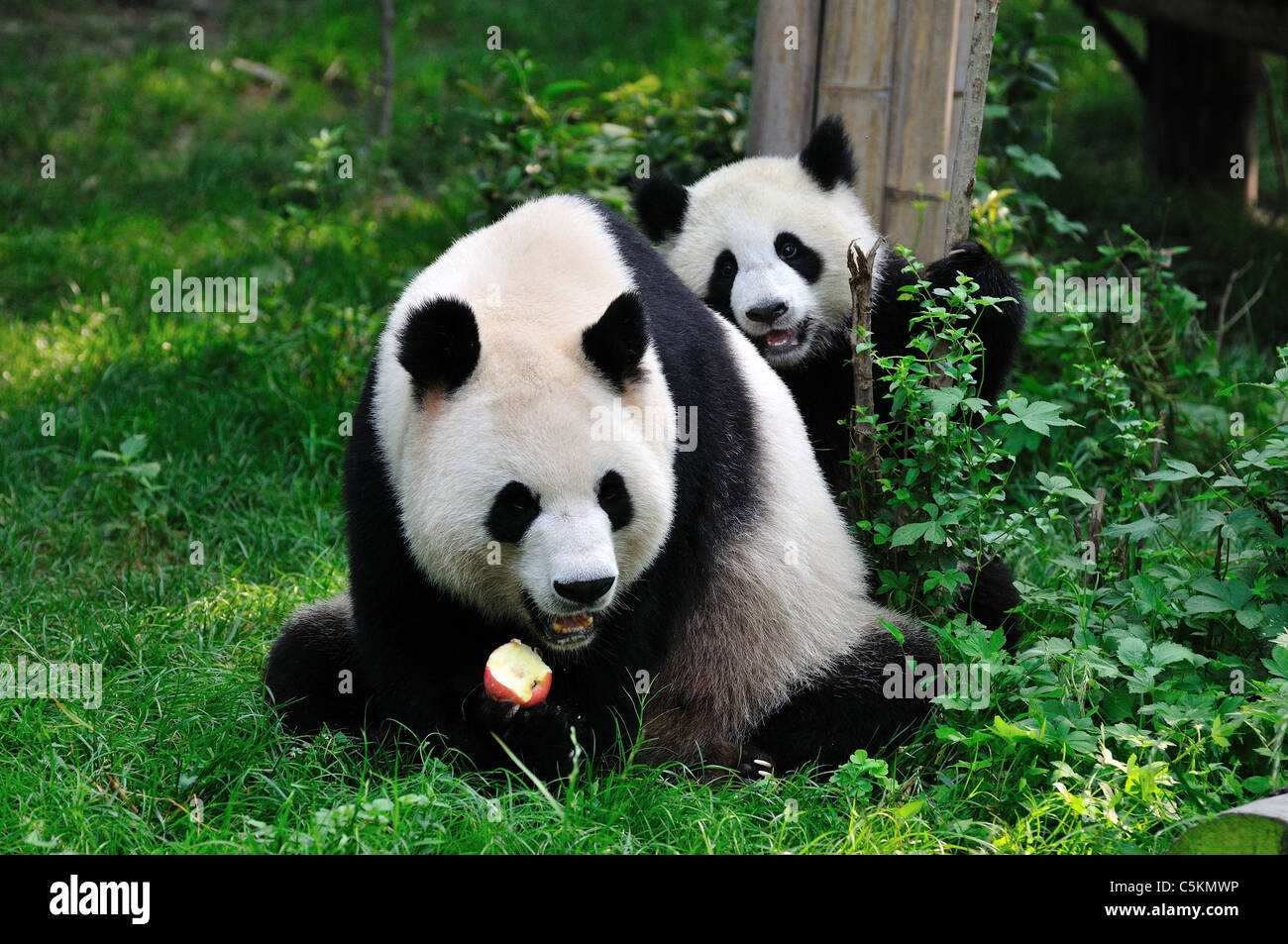 Panda mom and cub hi-res stock photography and images - Alamy