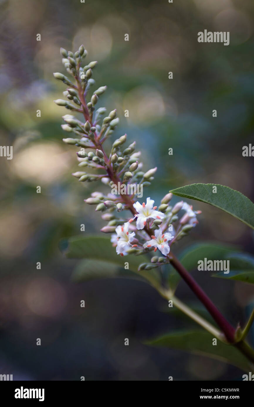 Cola flower in bloom, Big Sur, CA Stock Photo - Alamy