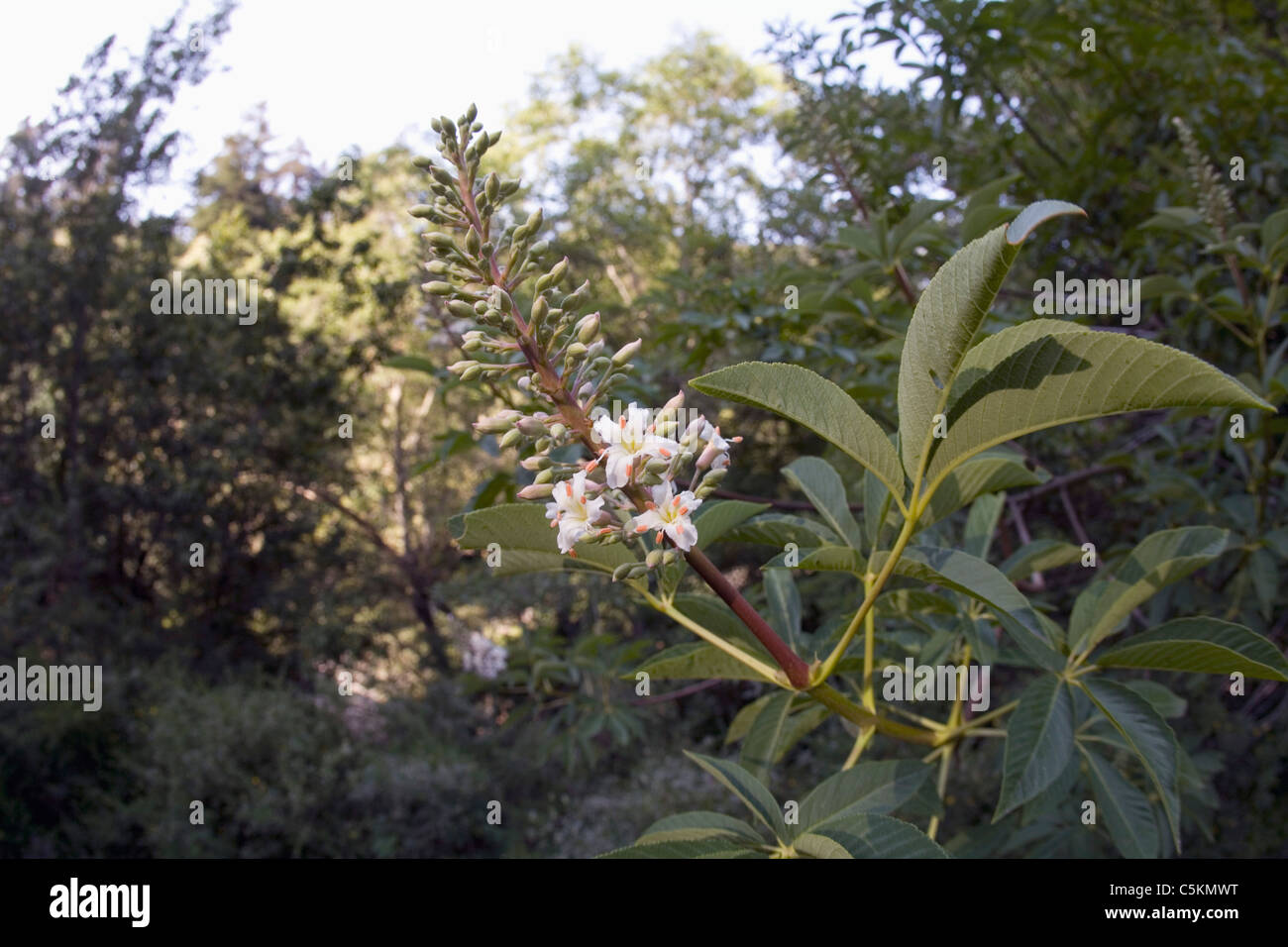 Cola flower in bloom, Big Sur, CA Stock Photo - Alamy