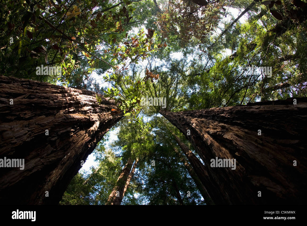 Sequoia Canopy, Big Sur, CA Stock Photo - Alamy